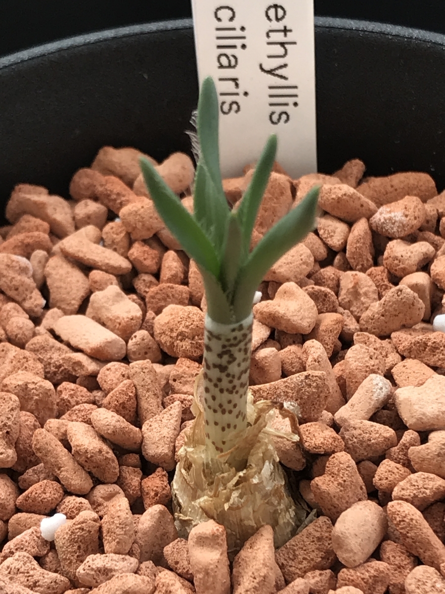 ゲチリス シリアリス／Gethyllis ciliaris - たまねぎとじゃがいも