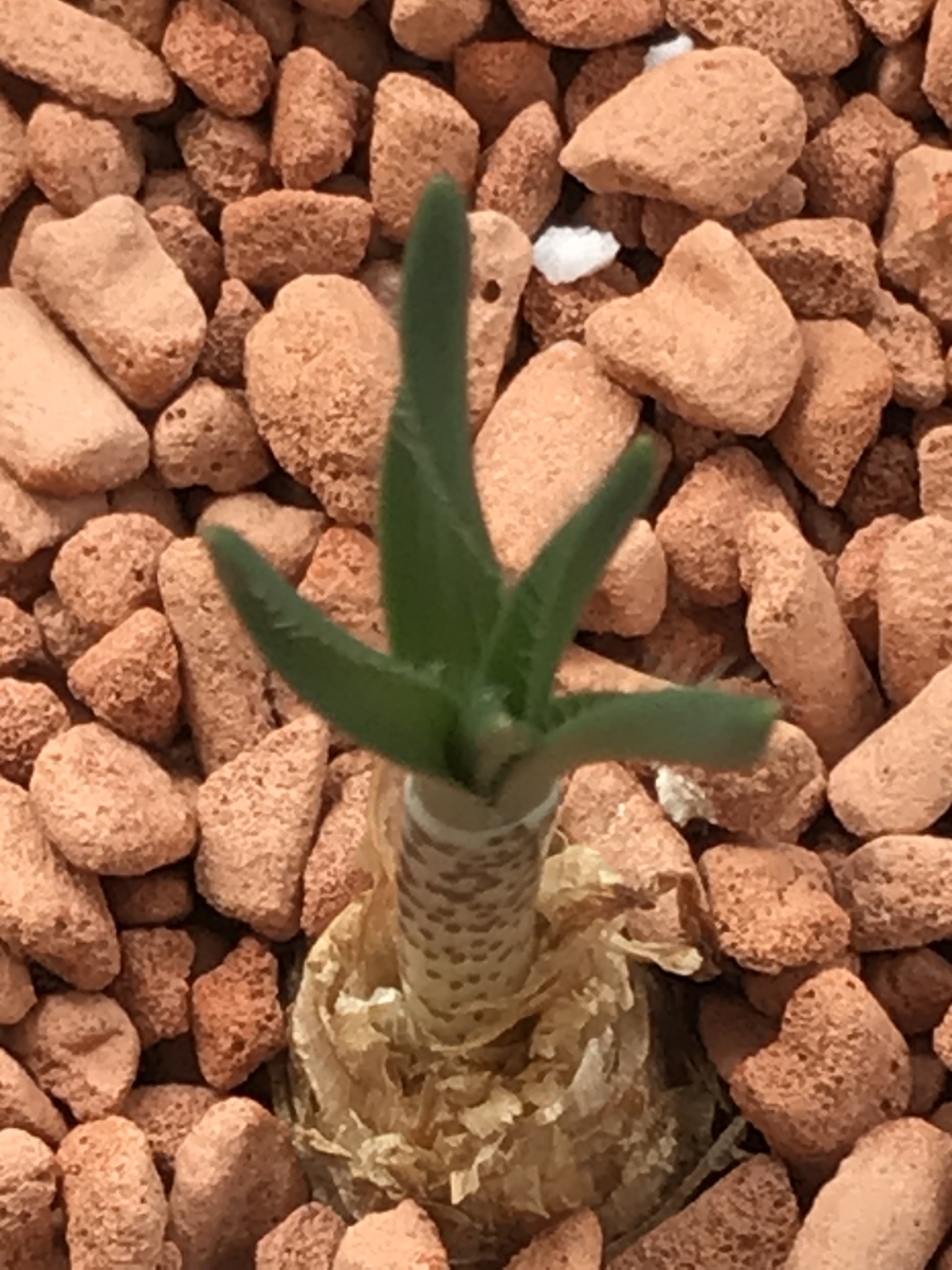 ゲチリス シリアリス／Gethyllis ciliaris - たまねぎとじゃがいも