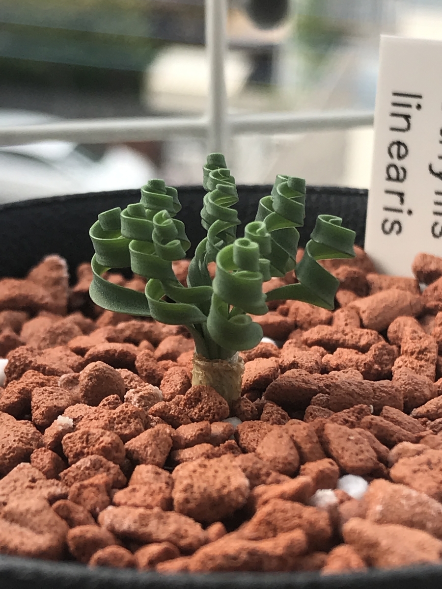 ゲチリス リネアリス／Gethyllis linearis - たまねぎとじゃがいも