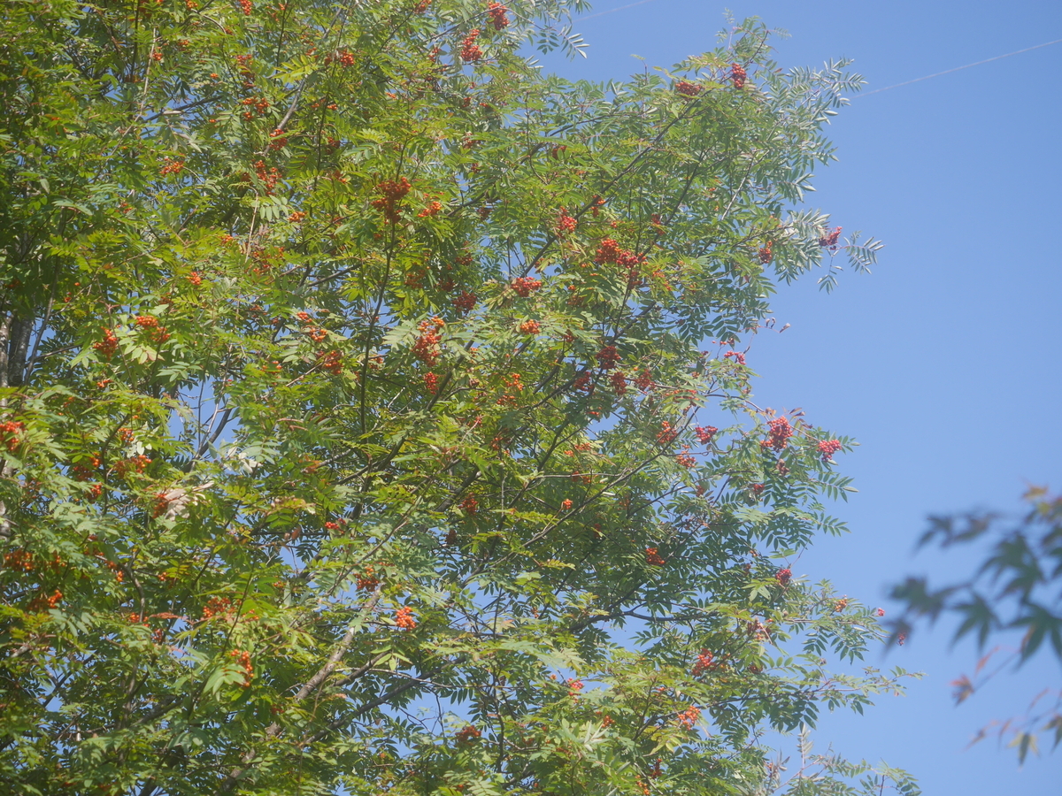 ぴーちゃんの徒然