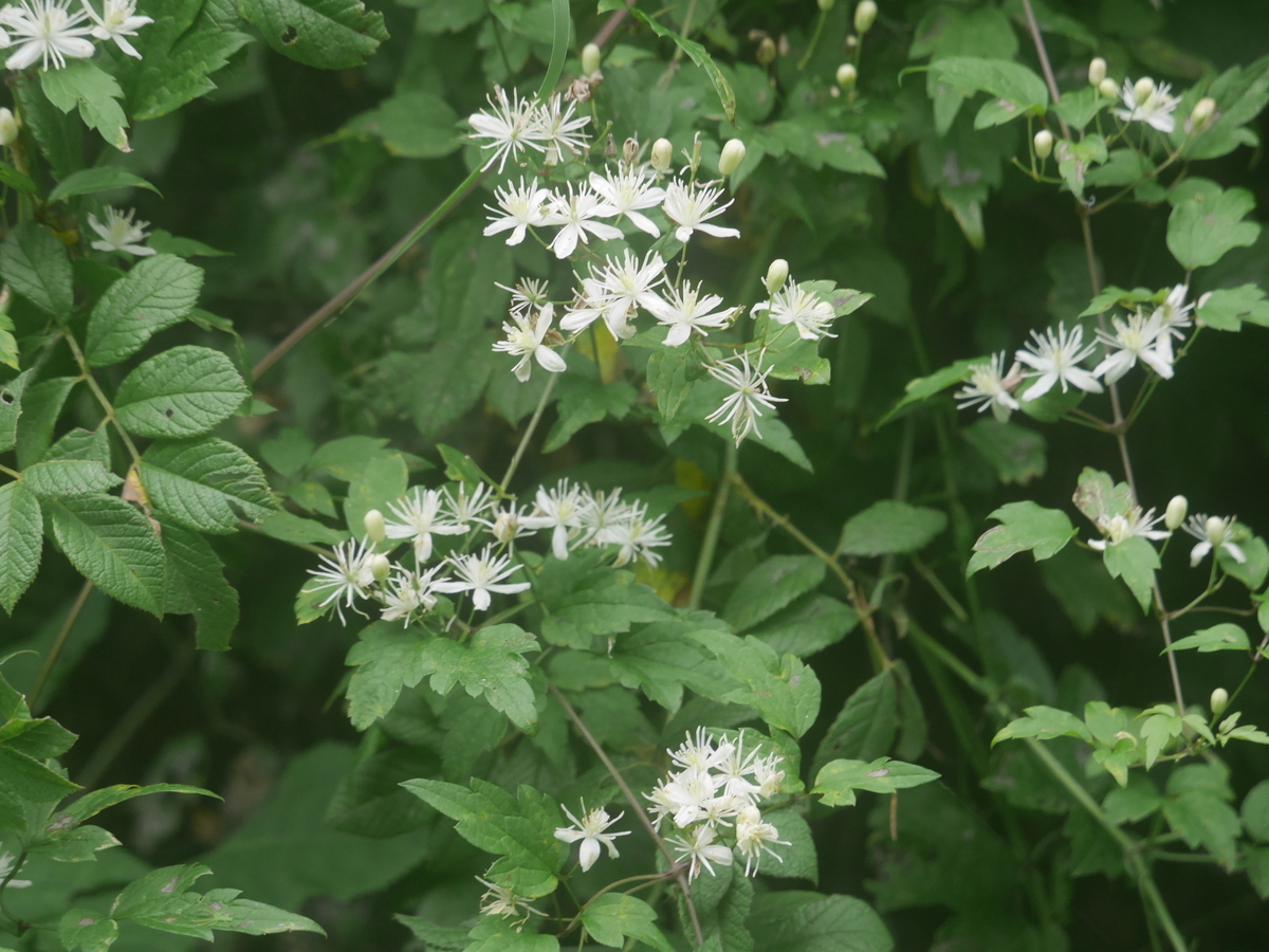 ぴーちゃんの徒然