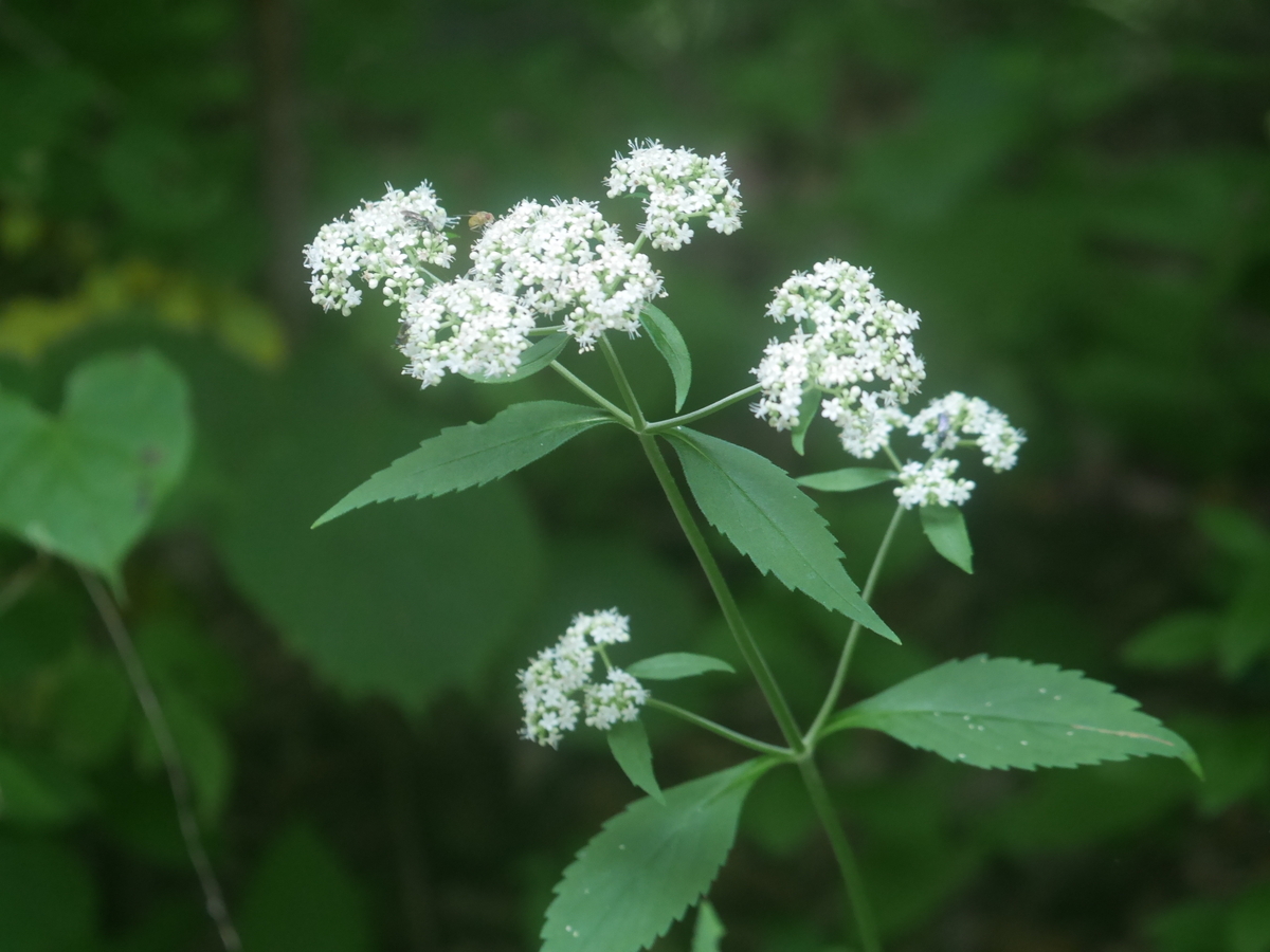 ぴーちゃんの徒然