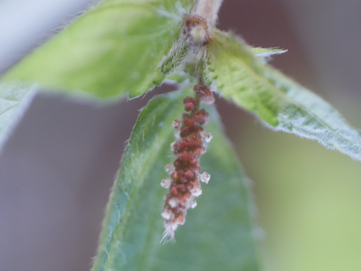 ぴーちゃんの徒然