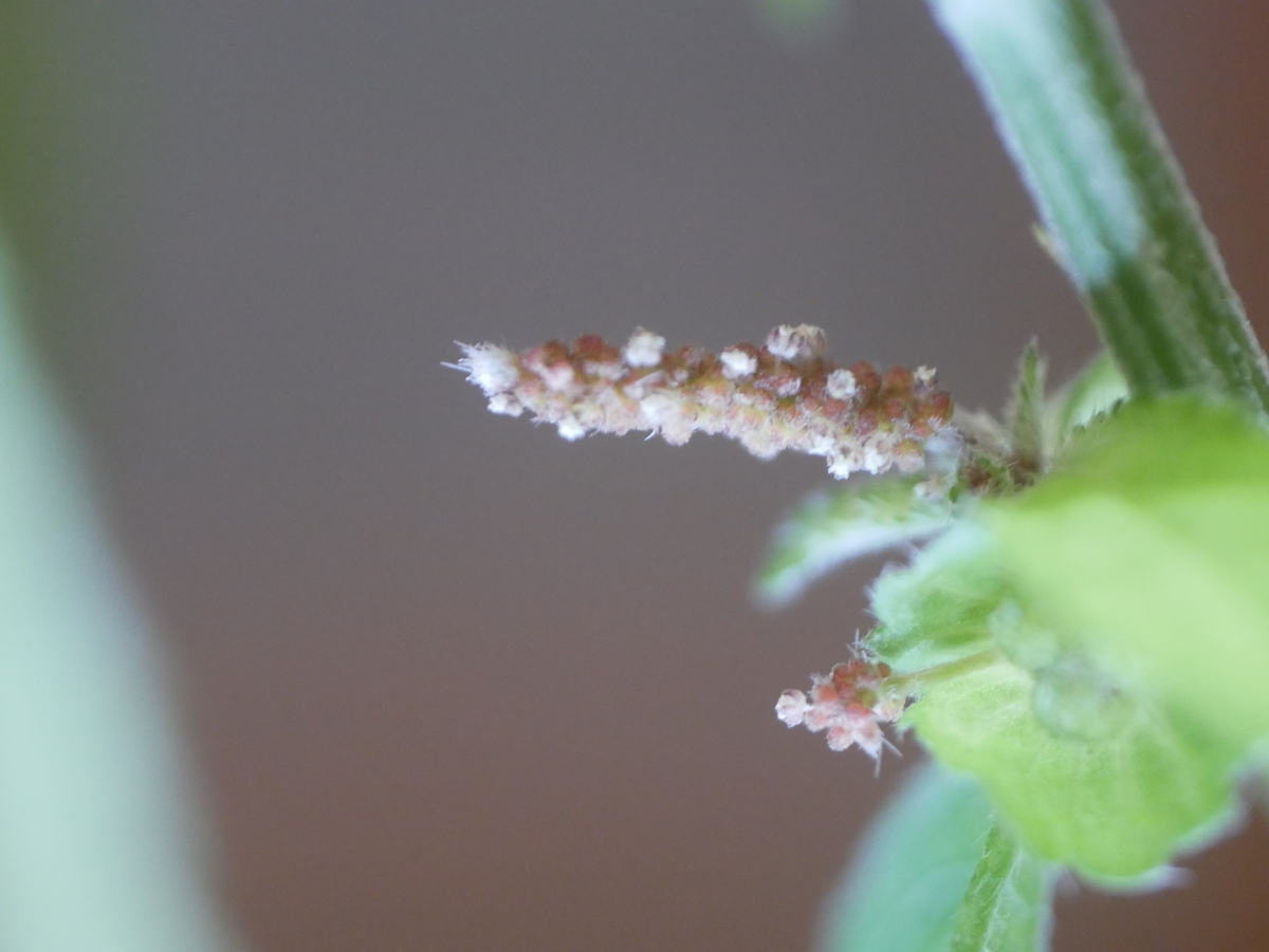 ぴーちゃんの徒然