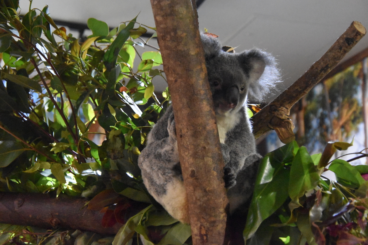 20240916 オーストラリア ケアンズ Cairns Koalas & Creatures - Down World