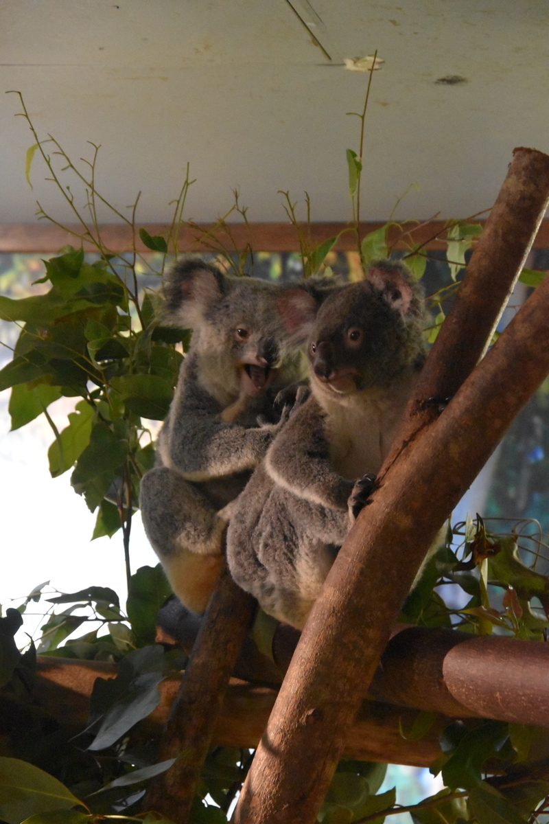 20240916 オーストラリア ケアンズ Cairns Koalas & Creatures - Down World