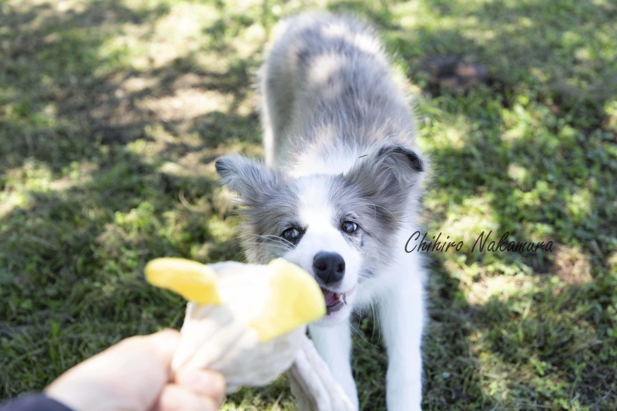 ボーダーコリー子犬 - Nico Photograph