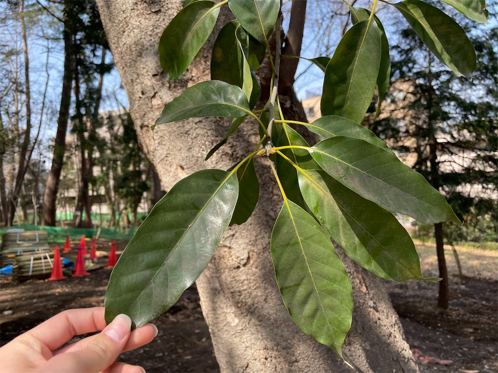 林試の森公園観察会 - まっきーの植物紹介ブログ