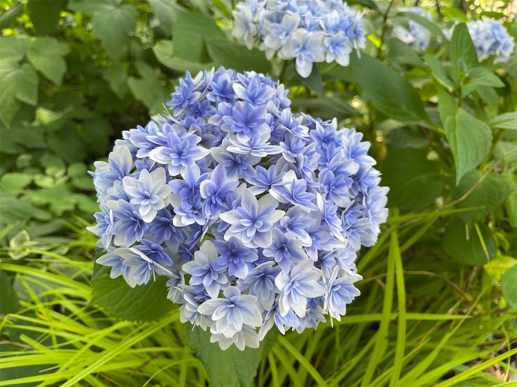 青アジサイ編 横浜イングリッシュガーデン - まっきーの植物紹介ブログ