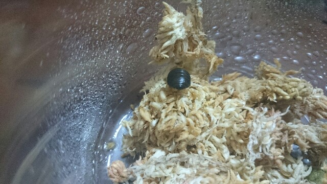 ヒメマルゴキブリ産仔 - ポリプPの飼育日記