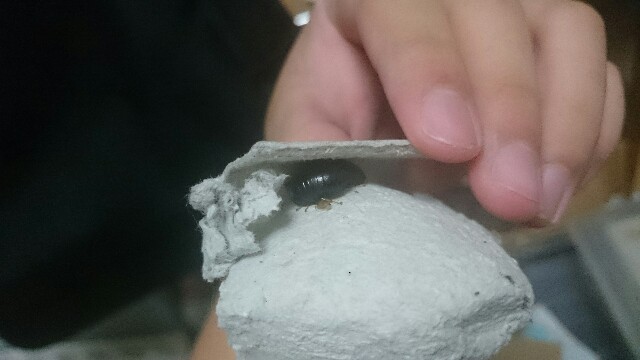 マル？ヒメマル？ - ポリプPの飼育日記