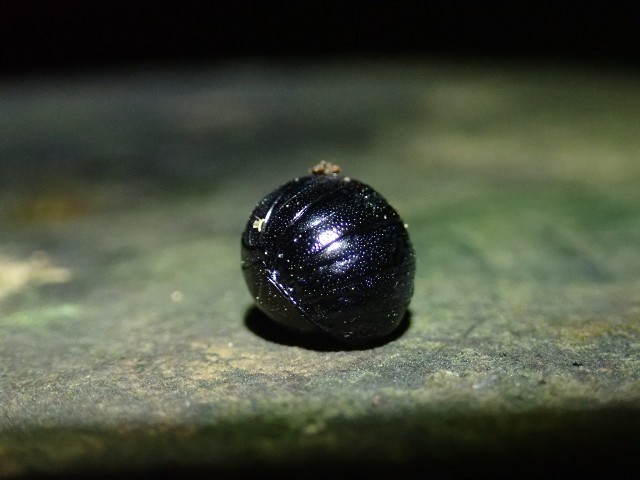 ゴキブリ三昧 - ポリプPの飼育日記