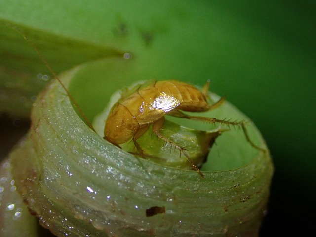 ゴキブリ三昧 - ポリプPの飼育日記