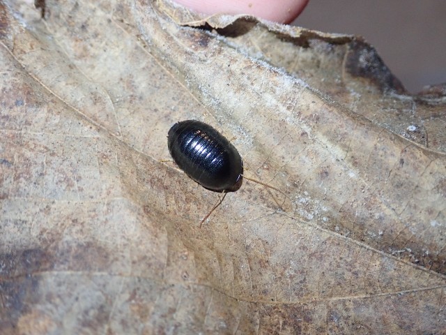 ヒメマルは上見で区別出来るか - ポリプPの飼育日記