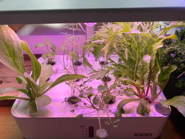 【レビュー】LED水耕栽培キットIDOO12株で野菜,花をおしゃれに!初心者おすすめ - ぽんこくらぶ