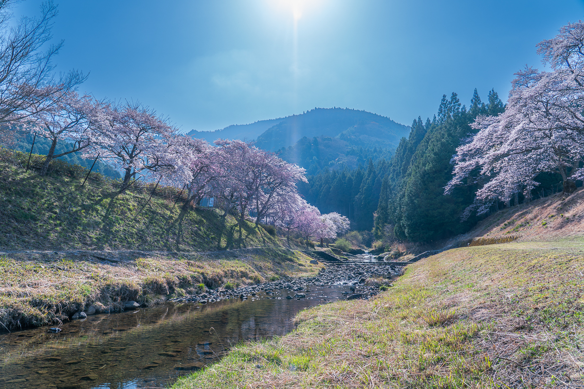 🌸桜2025第13弾🌸甲賀市土山「鮎河千本桜」桜と抜けるような青空の共演 - PONYの缶詰