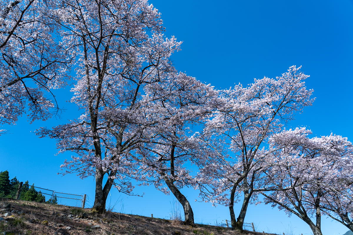 『鮎河千本桜』（2025) - PONYの写真缶