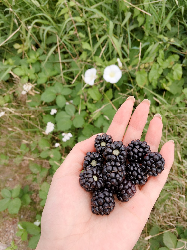 GOLDEN EARS PARKのLOWER FALLSとNorth Beachの写真 - カナダ移住生活の手帳