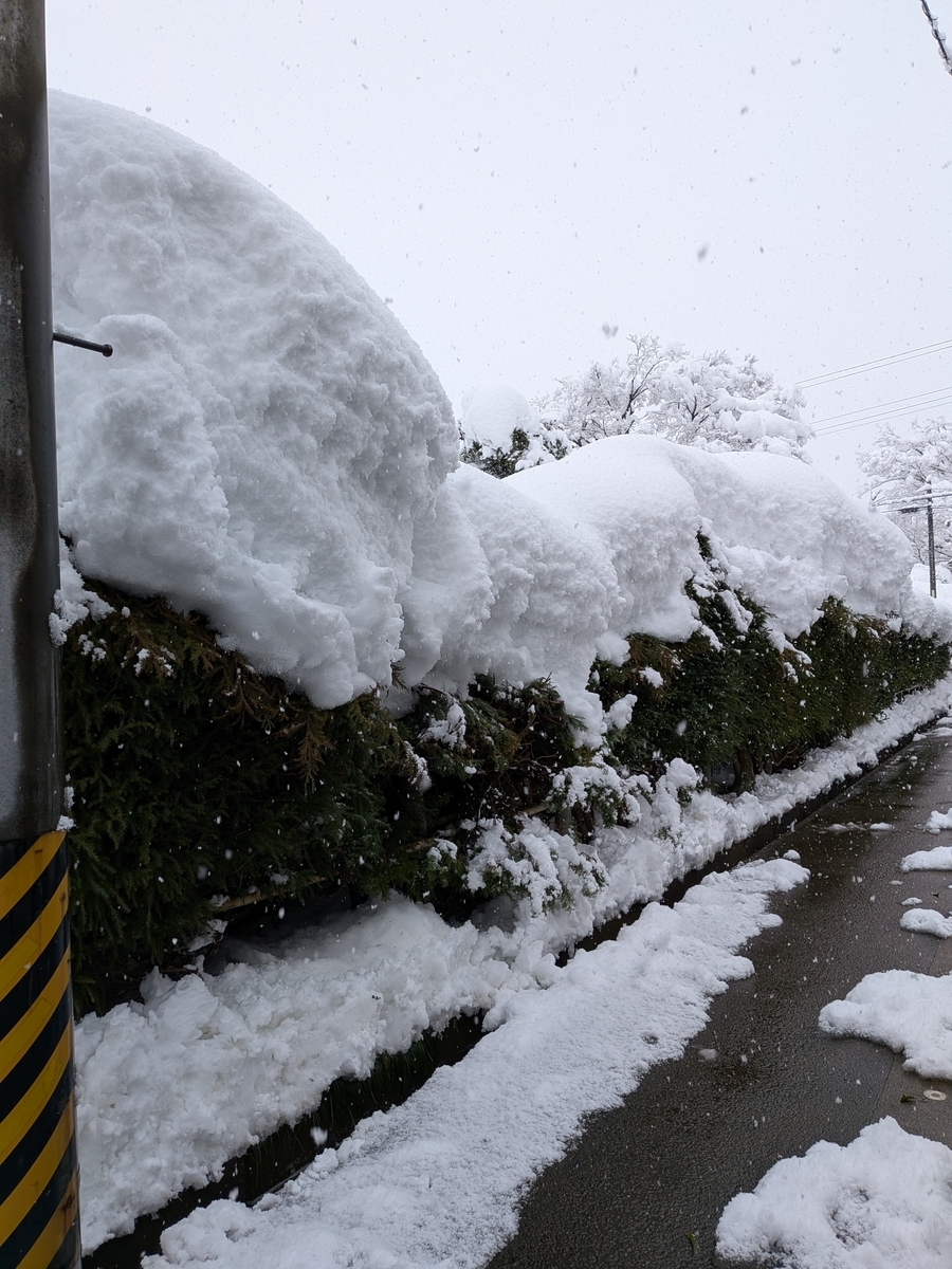 大雪で頑張れないかも？ - ぷりんちゃん日記