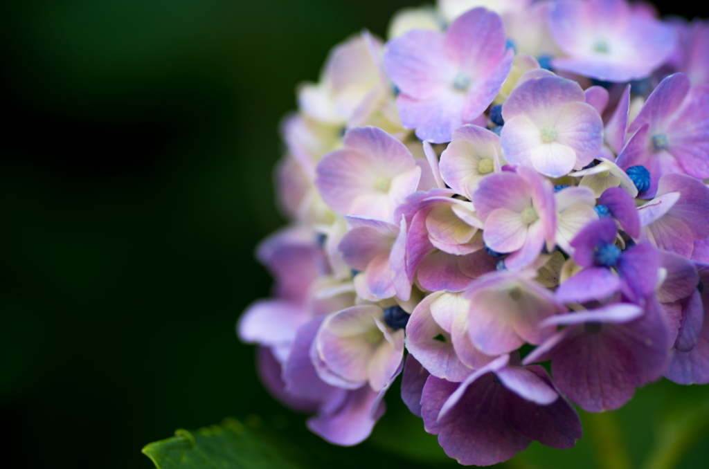 Memory of Hydrangea - so much for so little