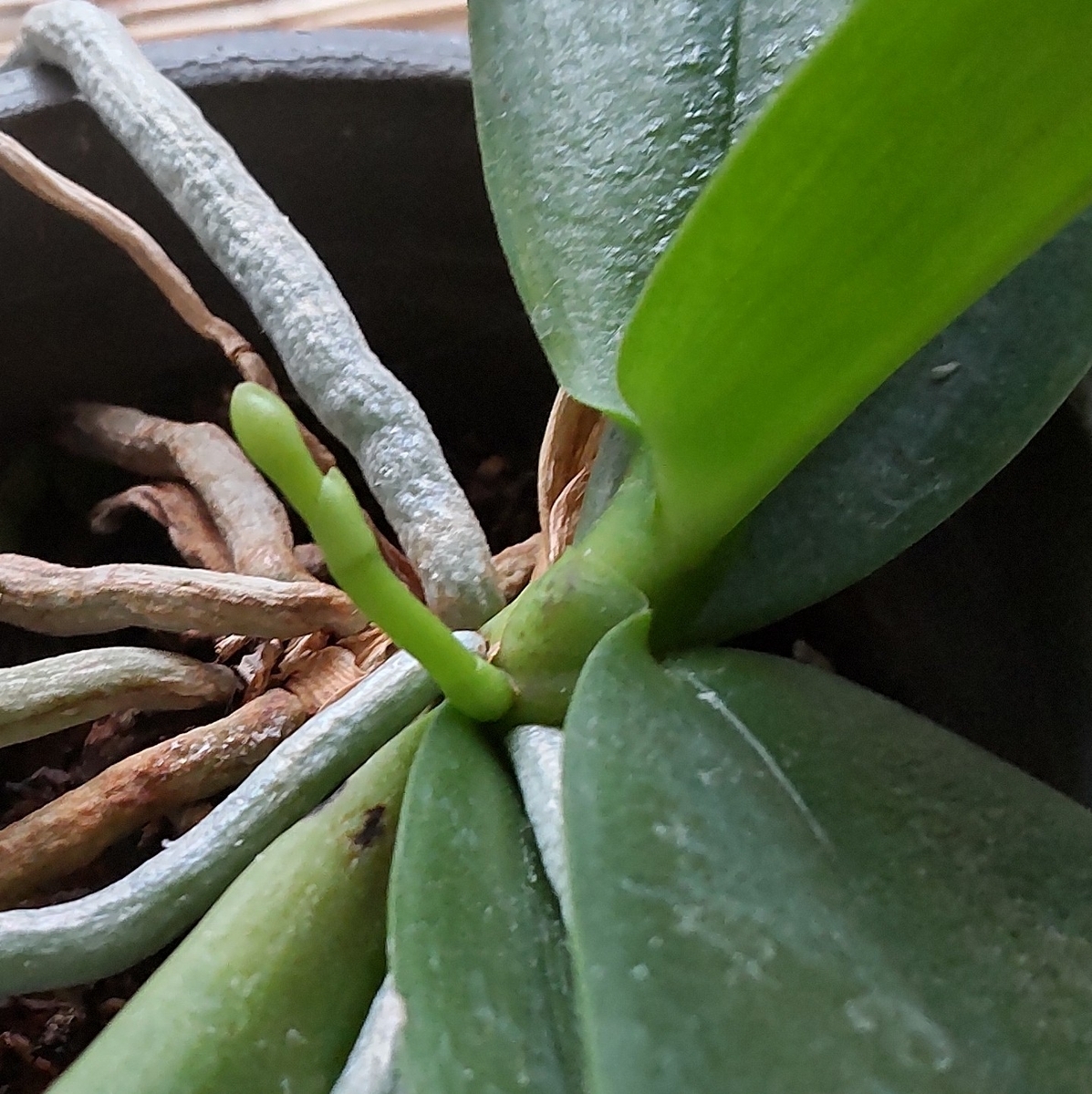 ミニ胡蝶蘭の花芽が伸びてきた！ - ケツァールの時々日記