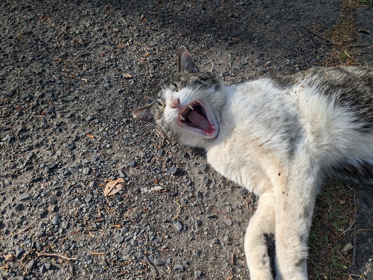 かわいいしまじろう - とうほく健康旅猫日記