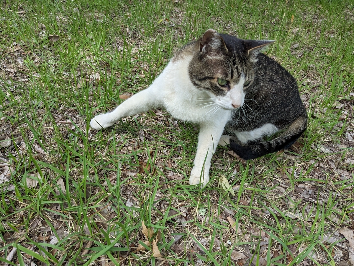しまじろうを探せ1 - とうほく健康旅猫日記