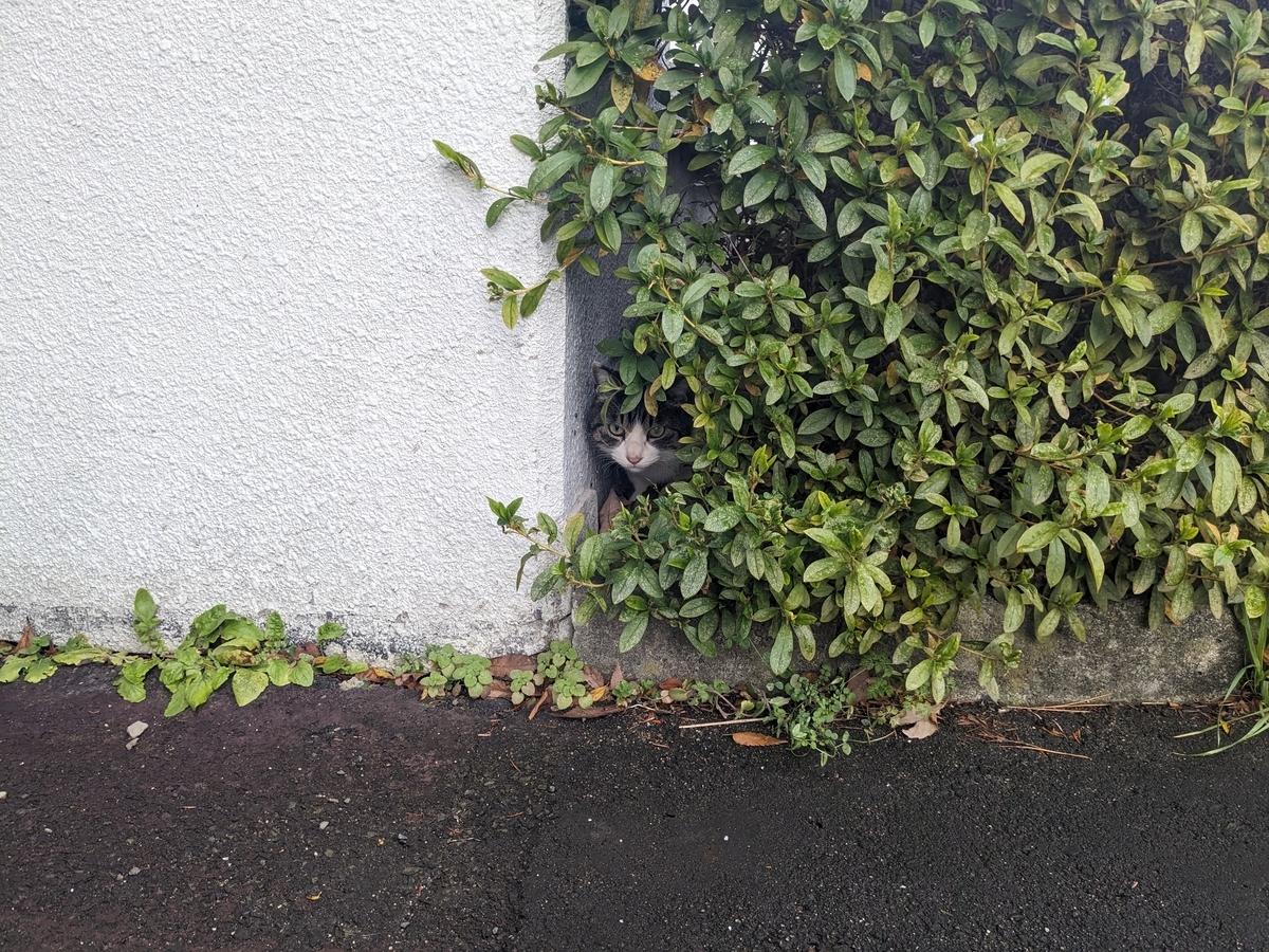 しまじろうを探せ3 - とうほく健康旅猫日記