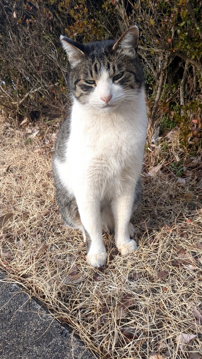 しまじろうを探せ - とうほく健康旅猫日記