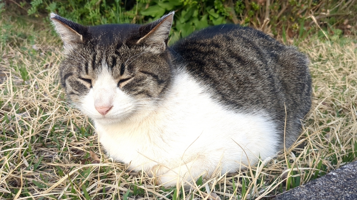 しまじろうを探せ - とうほく健康旅猫日記