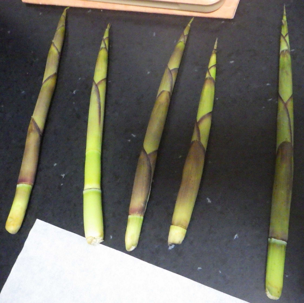 男鹿三山で採れたヒメタケ - とうほく健康旅猫日記