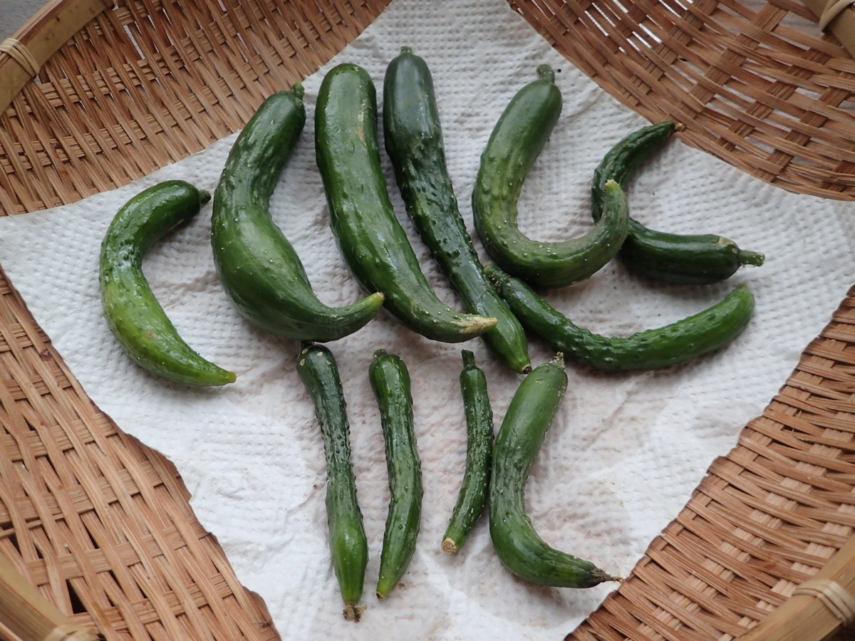 家庭菜園（22-48）秋きゅうり - 楽山楽水日記（Ⅱ）