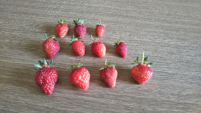 コスモスが咲いてます - rarirure-hiron’s diary