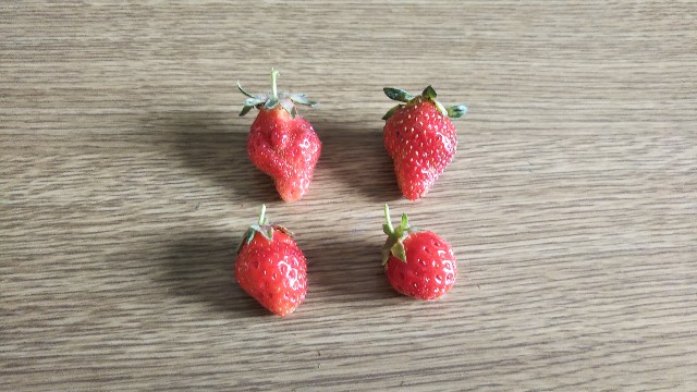 待望の大粒イチゴちゃん🍓 - rarirure-hiron’s diary