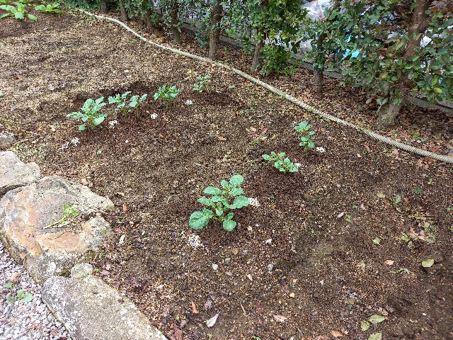 じゃが芋の芽かき、追肥、土寄せ - rarirure-hiron’s diary