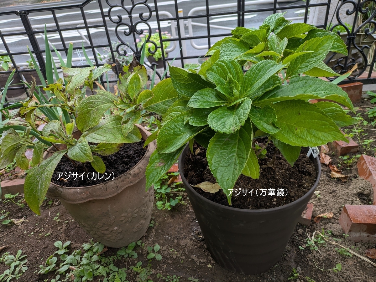 胃がんの検査が苦しかった！ - ラッシーママのひとりごと