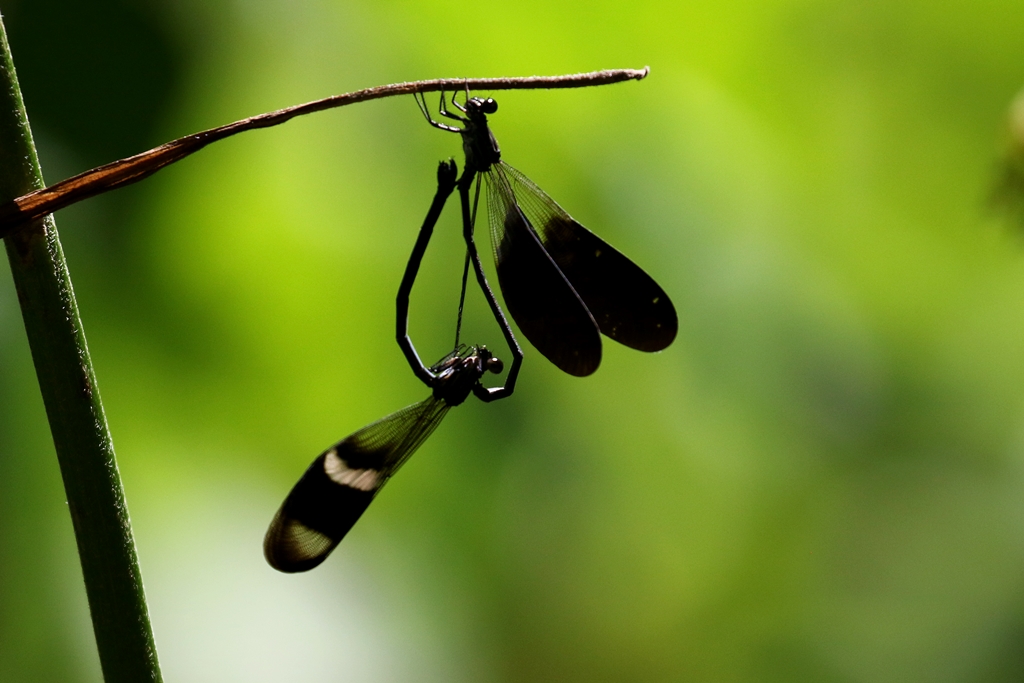 エウクリデスウラモジタテハ(Diaethria euclides) - レッドドラゴンの鳥見旅行記