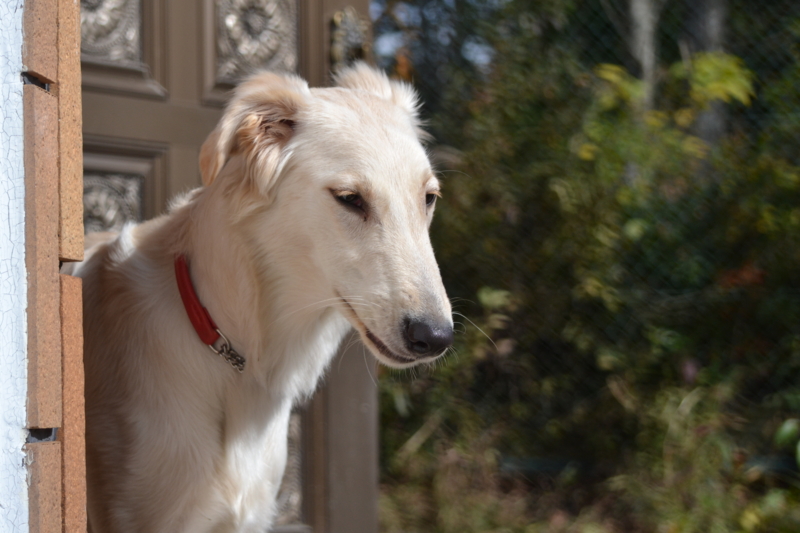 個別「20121115194347」の写真、画像 - reeyan's fotolife