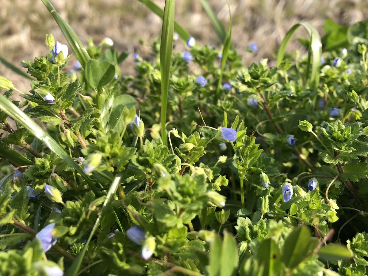 道端でみつけた・・・・ - ribdestroyerのブログ