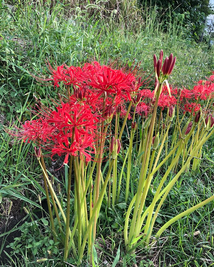 散歩道に咲くヒガンバナ - ribdestroyerのブログ