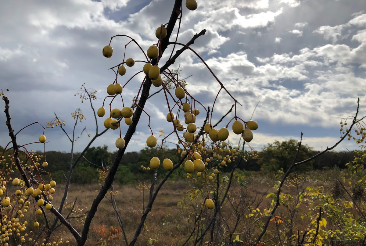 初冬の休日日記。 - ribdestroyerのブログ
