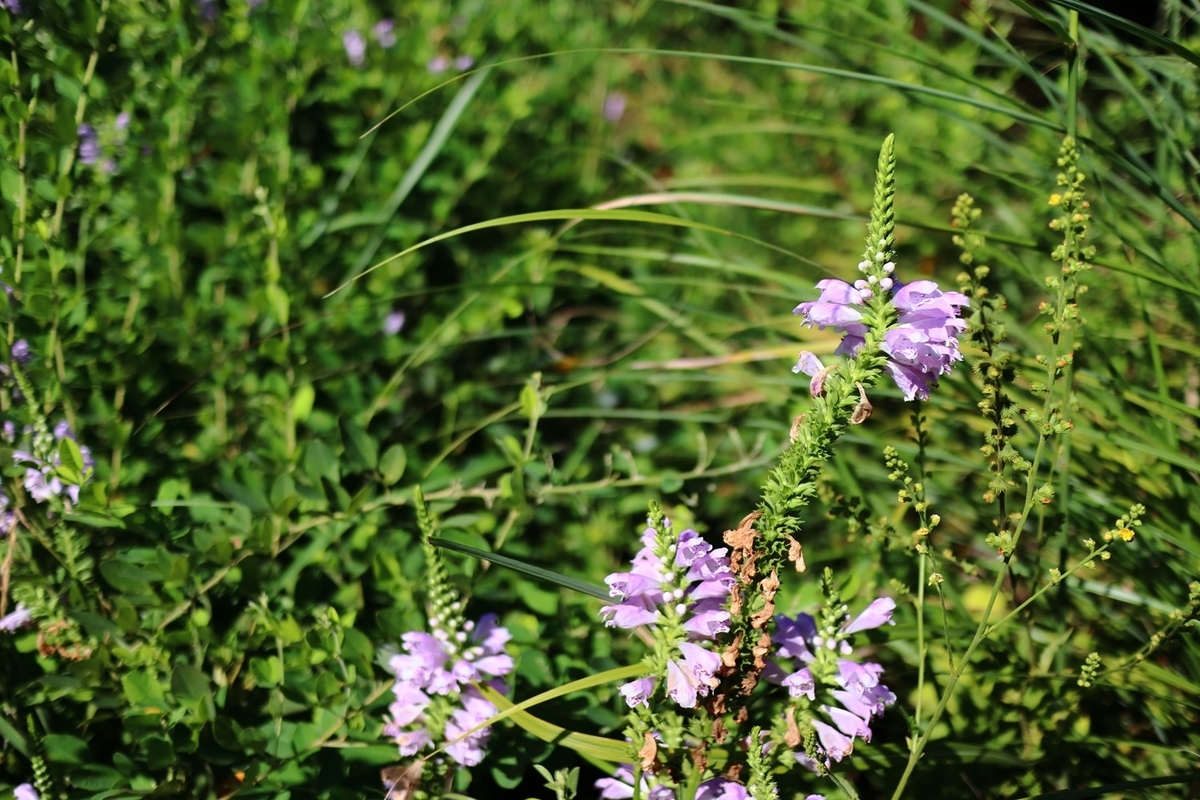今日の花写真 2025/9/21 - 癒しの花たち