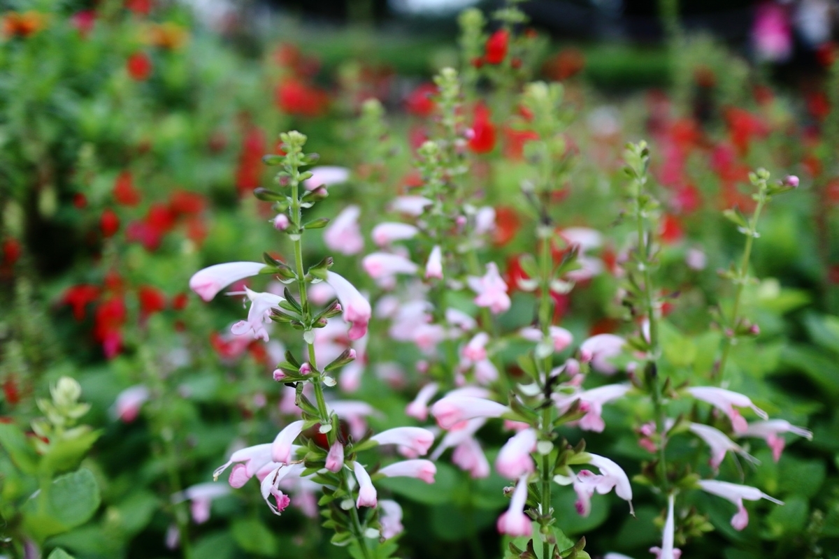 今日の花写真 2025/10/20 - 癒しの花たち
