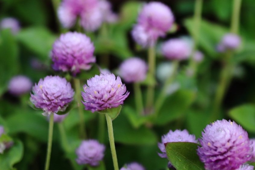 今日の花写真 2025/10/25 - 癒しの花たち