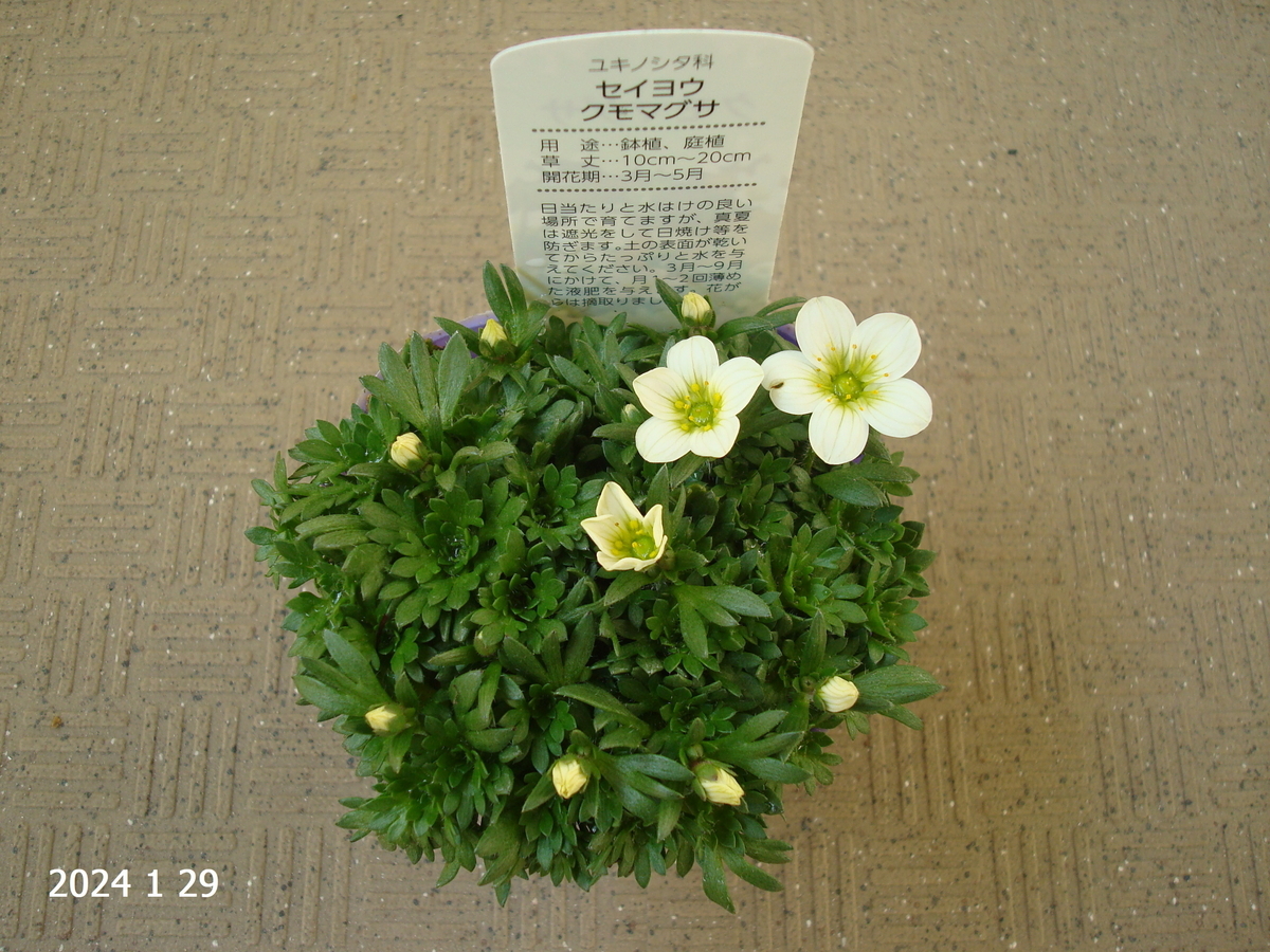 どれもみんな綺麗だね - rio's blog since 2023