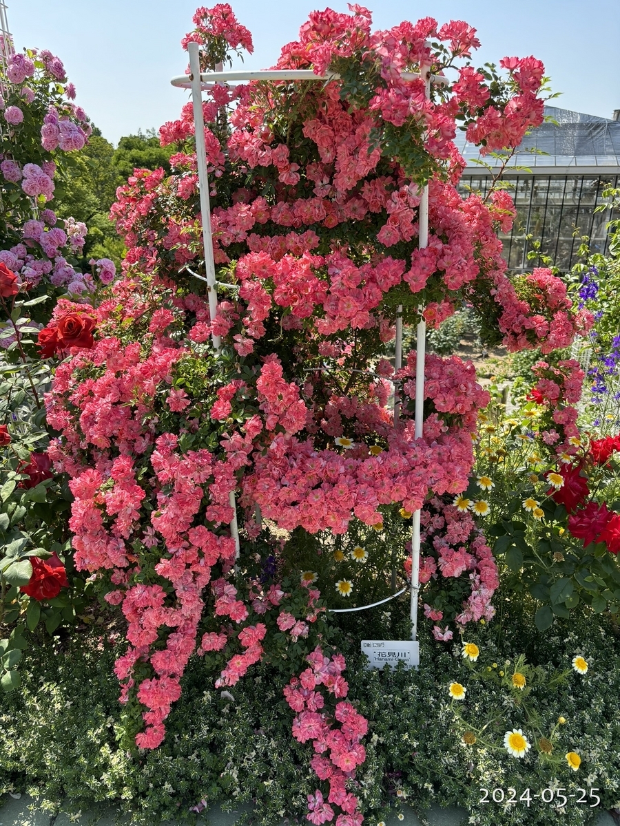 rio's blog since 2023