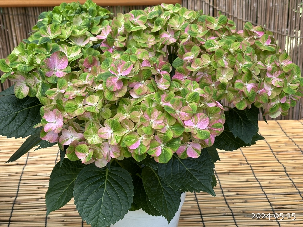 rio's blog since 2023