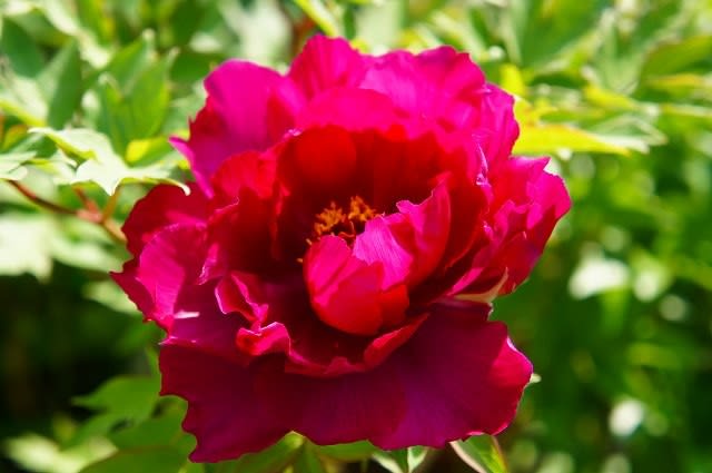 牡丹とスミレ - hiroの花便り part2