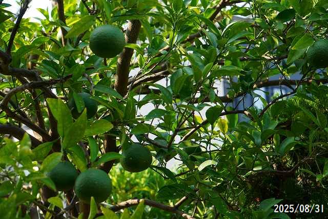 hiroの花便り part2