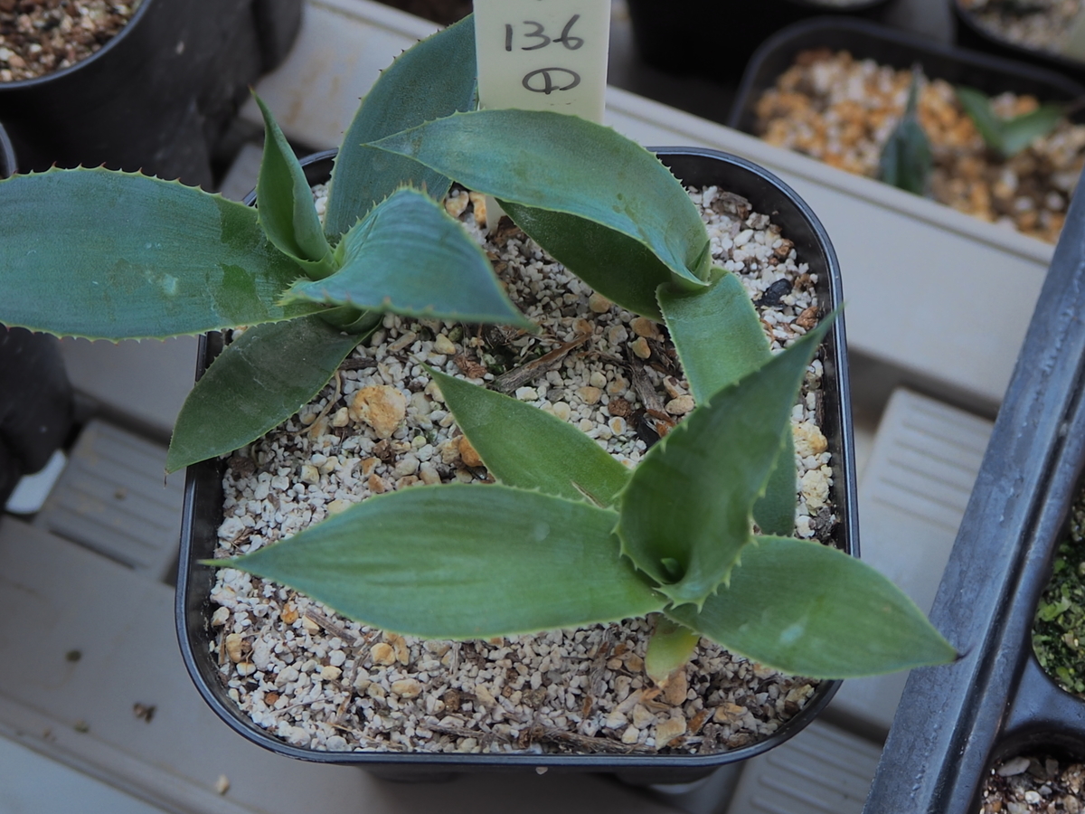 アガベ成長記録⑤ アガベ インアクイデンス Agave inaequidens ssp. inaequidens - サボテン余暇日記